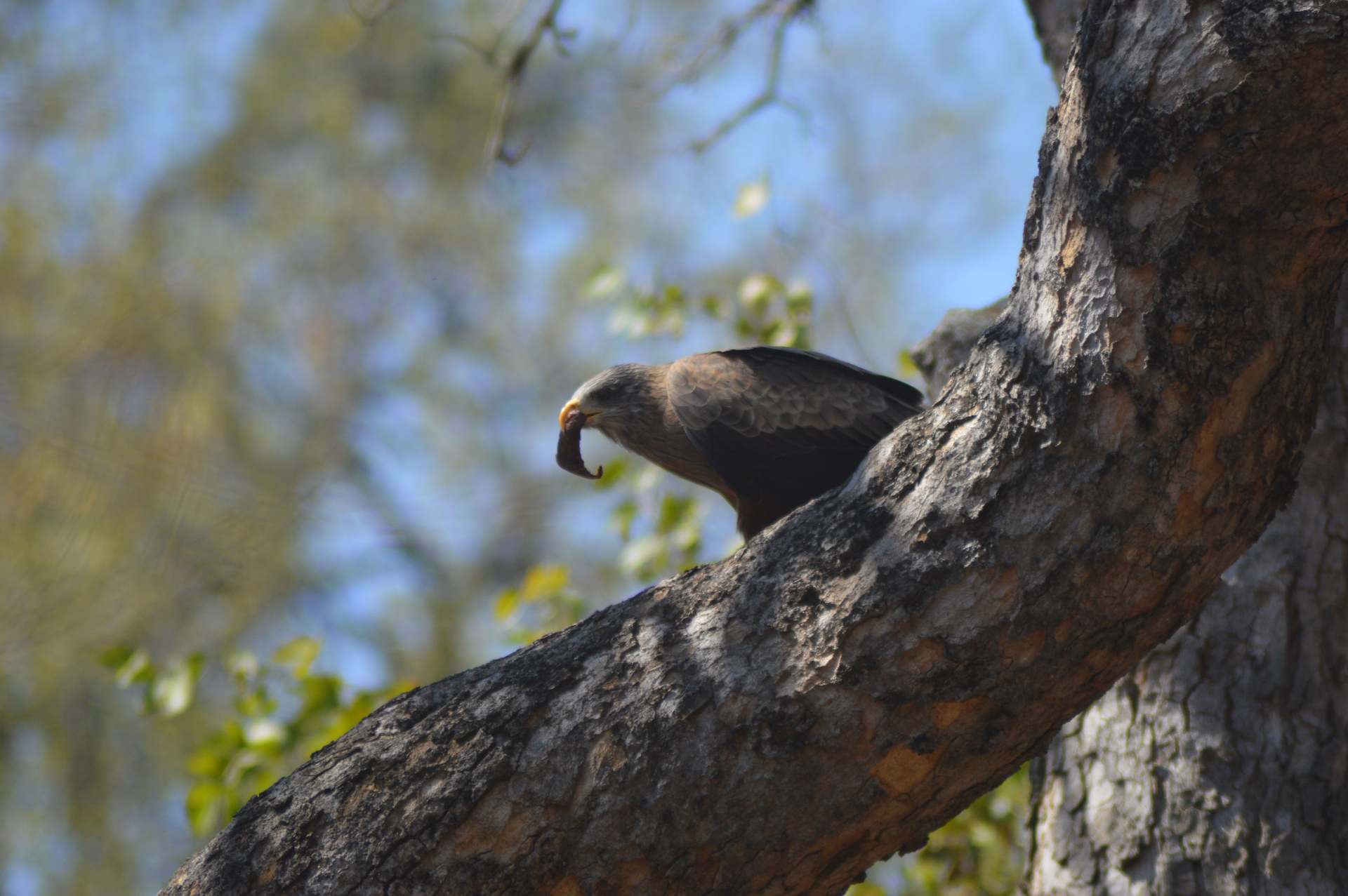 Barberspan Bird Sanctuary | South Africa News Hub
