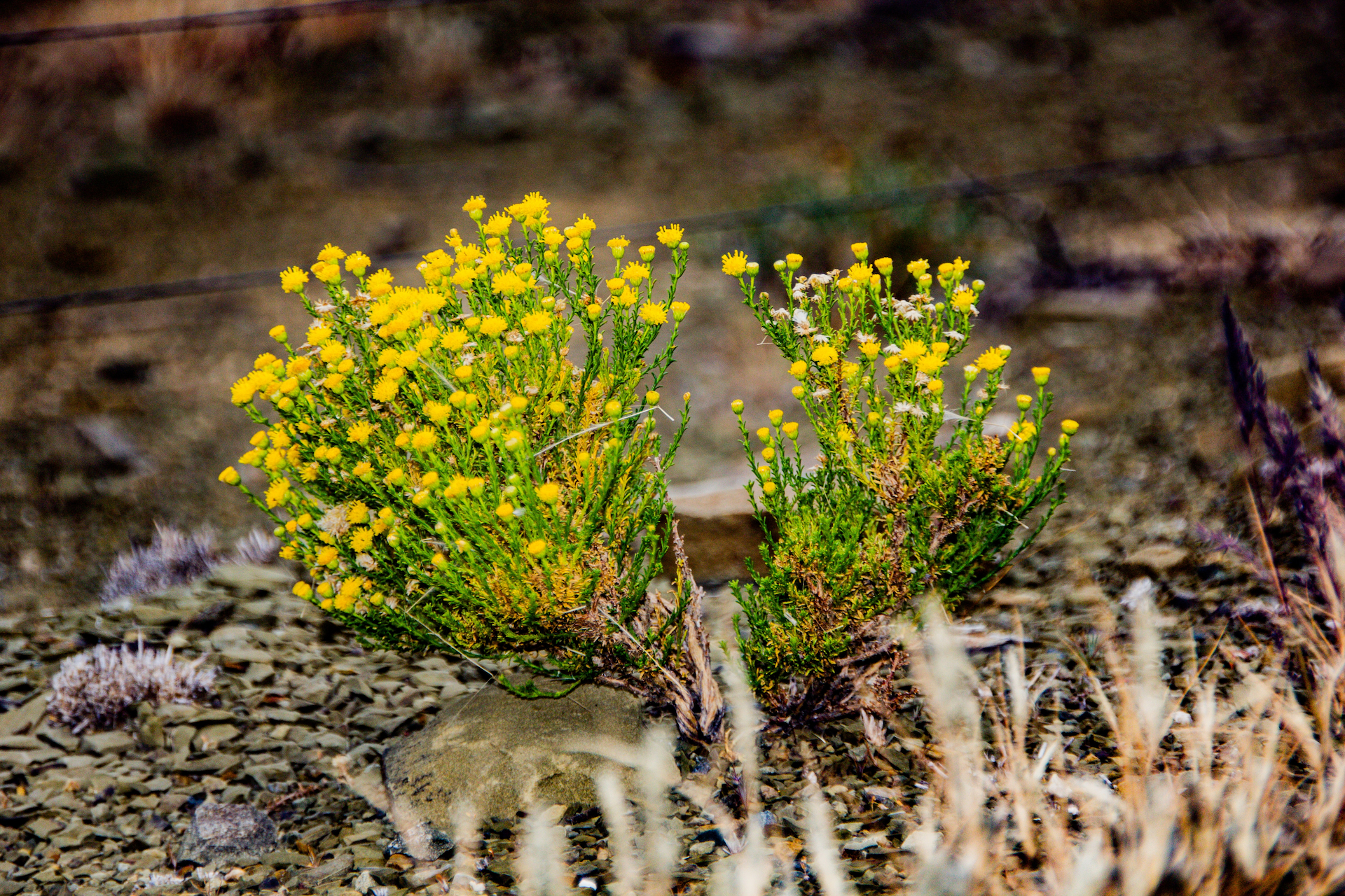Doornkloof Nature Reserve, Northern Cape | South Africa News Hub